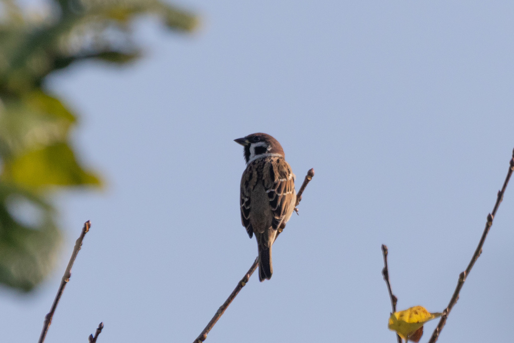 Eurasian Tree Sparrow from Mizumotokoen, Katsushika City, Tokyo 125 ...