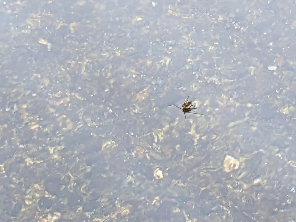 Water Striders from 6648 Kasedatsunuki, Minamisatsuma, Kagoshima 899 ...