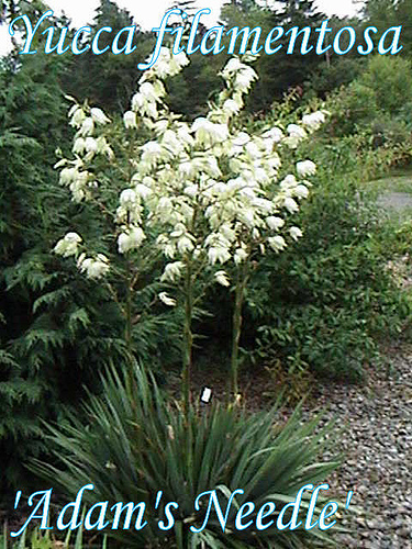 Adam's needle (Flora and Fauna of North Carolina) · iNaturalist