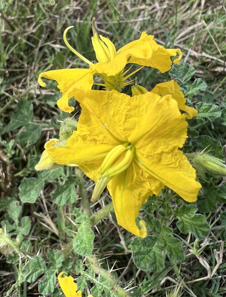 buffalo-bur from Raymondville, TX, US on October 14, 2023 at 11:35 AM ...