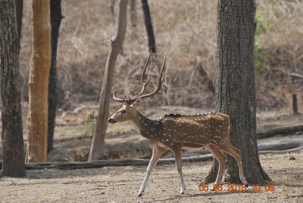 Indian Spotted Deer from Mohan Niwas Palace Gahra - Kunjvan Road Rani ...