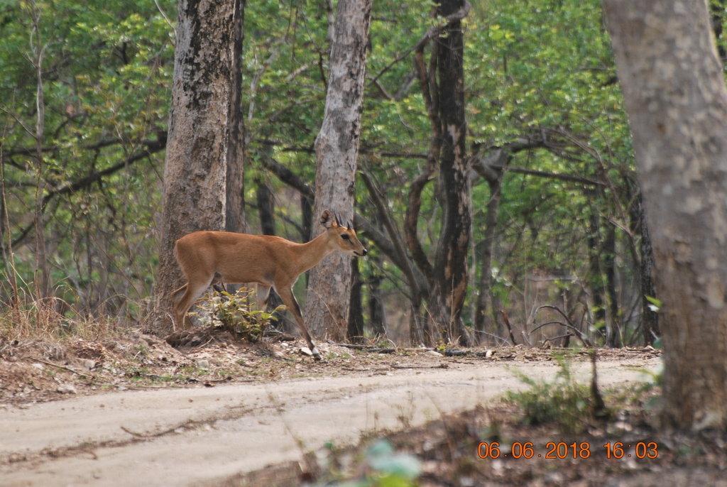 Four-horned Antelopes (Tetracerus) - Know Your Mammals