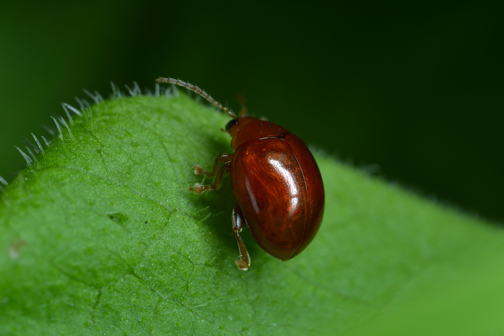 Sphaeroderma from 29600 Morlaix, France on September 22, 2023 at 07:11 ...