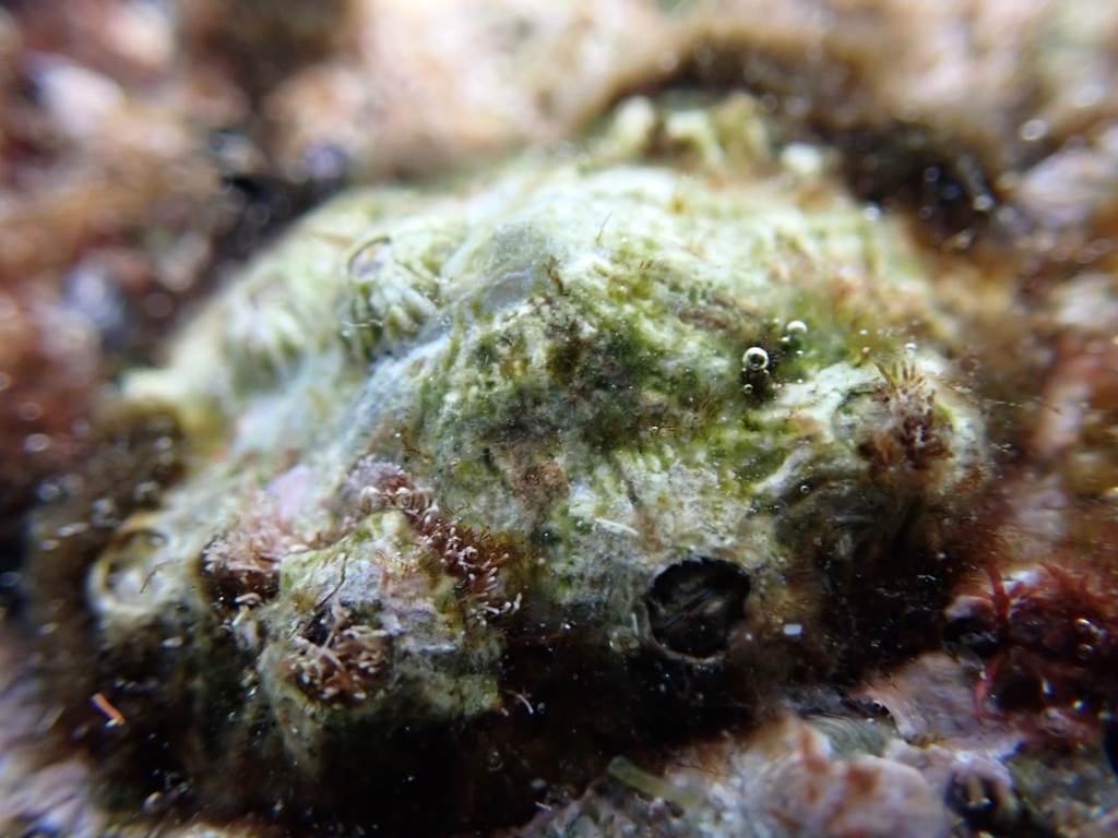 Volcano Barnacle from Израиль on October 28, 2023 by Sophia Nazarova ...