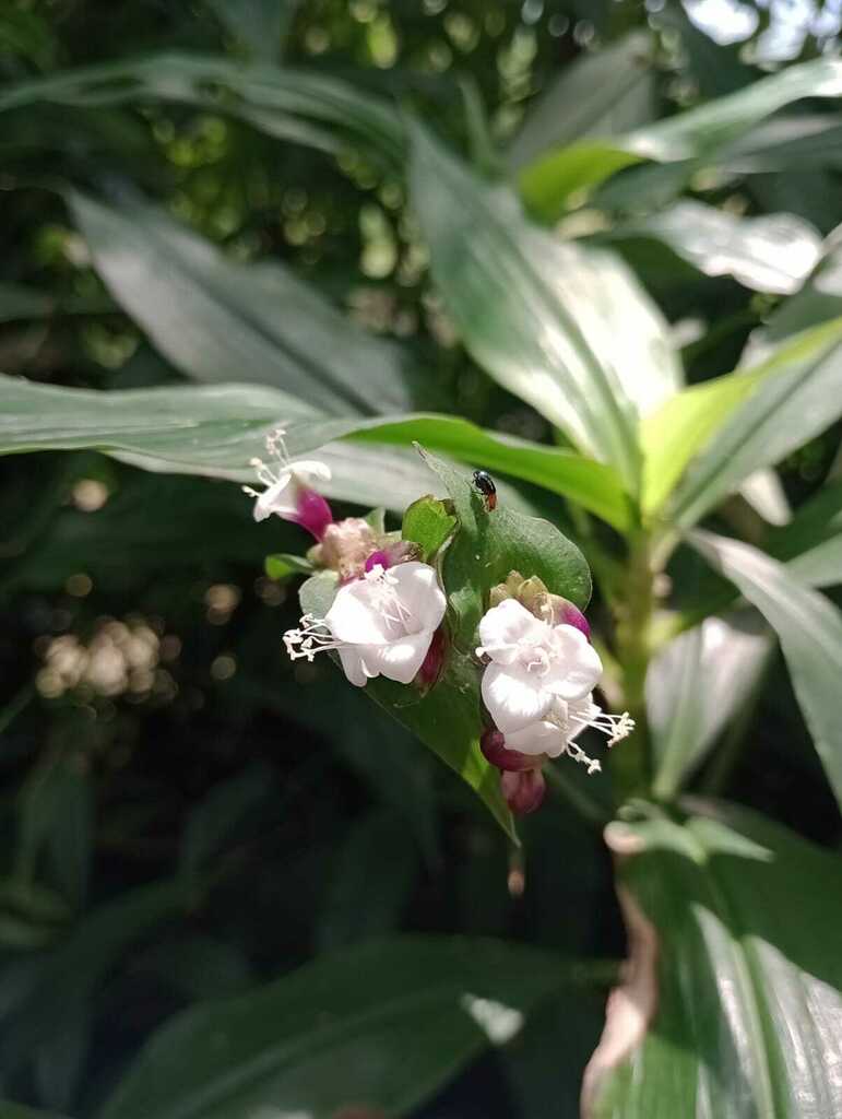 Cohitre Blanco from Villavicencio, Meta, Colombia on October 27, 2023 ...