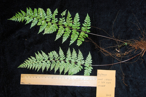 Asplenium robustum · iNaturalist