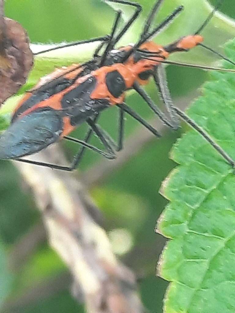 Milkweed Assassin Bug from Baton Rouge, LA 70808, USA on October 28 ...