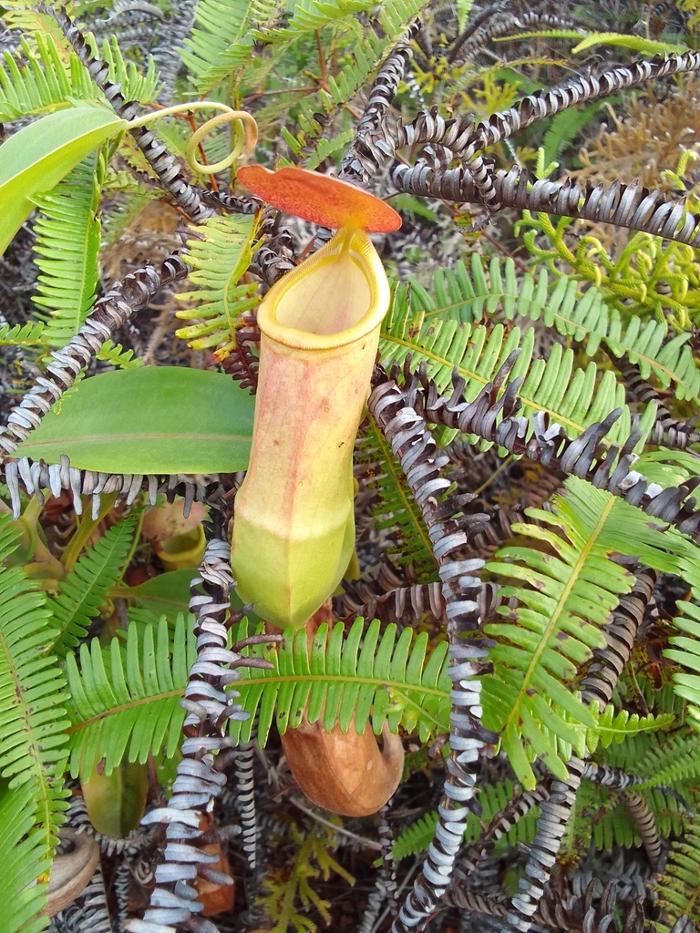 Common Swamp Pitcher-Plant from Mount Ngerchelchuus on October 28, 2023 ...