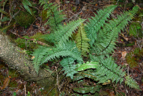 Asplenium schizophyllum · iNaturalist Ecuador