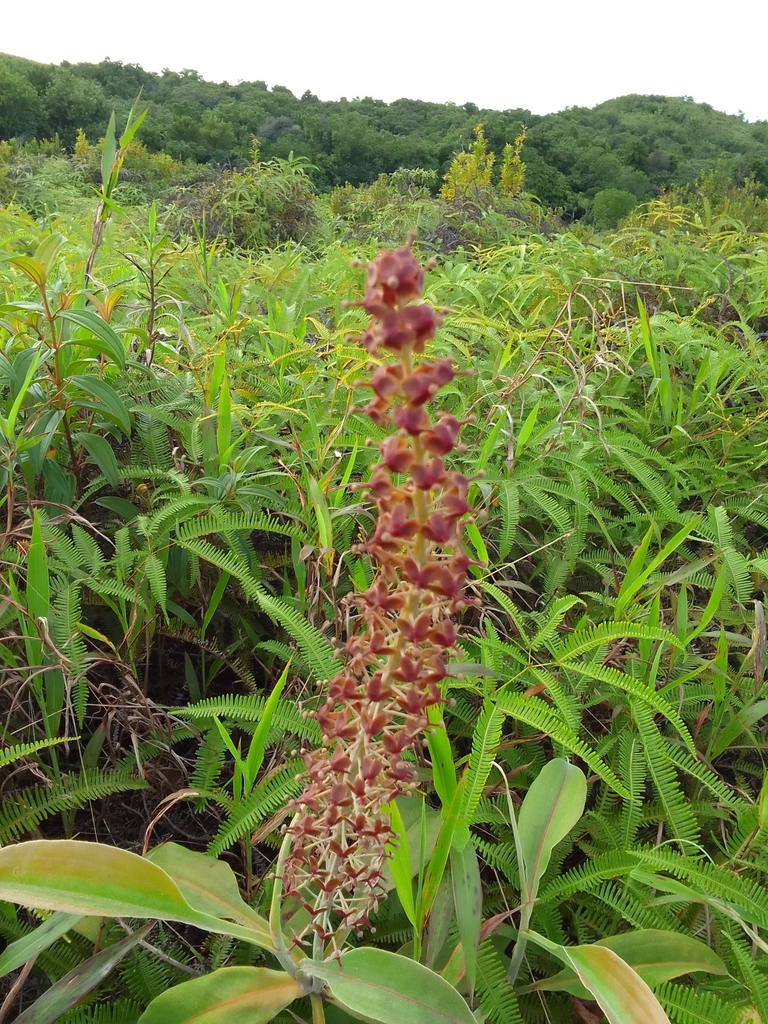 Common Swamp Pitcher-Plant from Mount Ngerchelchuus on October 28, 2023 ...