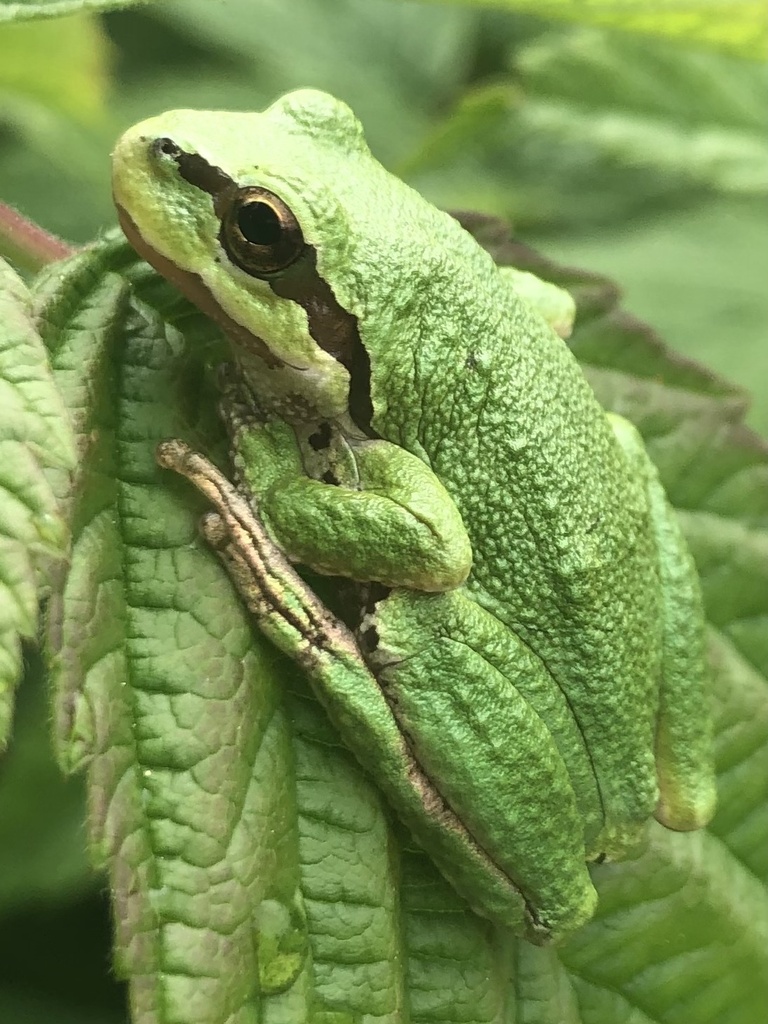 Northern Pacific Tree Frog from Elizabeth Way, Lantzville, BC, CA on ...