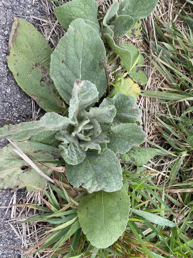 great mullein from Dexter, MI, US on October 28, 2023 at 10:30 AM by ...