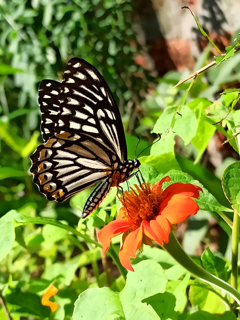 Common Mime Swallowtail from Ramanthali on May 24, 2021 at 03:29 PM by ...