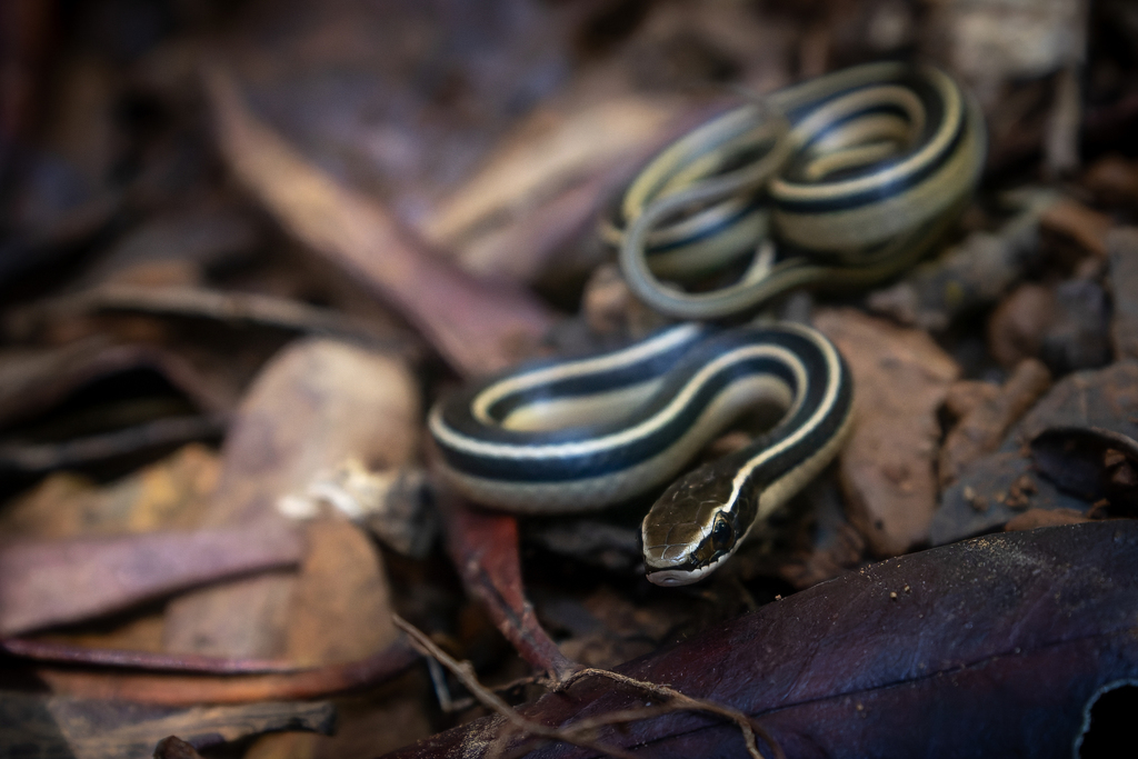 Pine-Oak Snake from Ixcateopan de Cuauhtémoc, Gro., México on August 26 ...