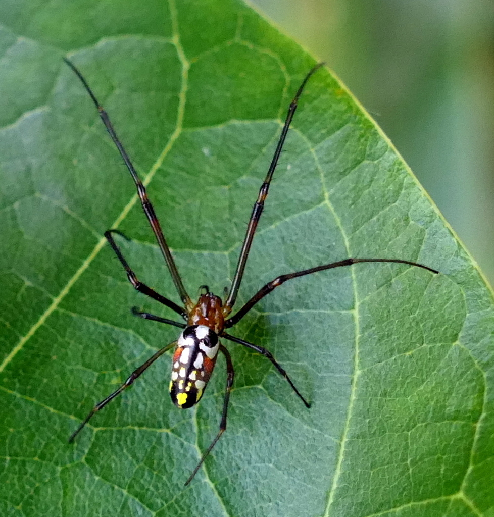 Orchard Spiders and Allies from Zona rural de Paudalho - Pernambuco on ...