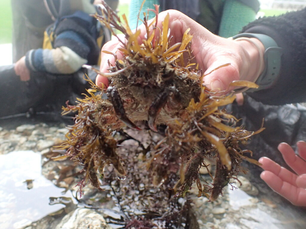 Pisa tetraodon from falmouth on October 28, 2023 at 10:00 AM by CL ...