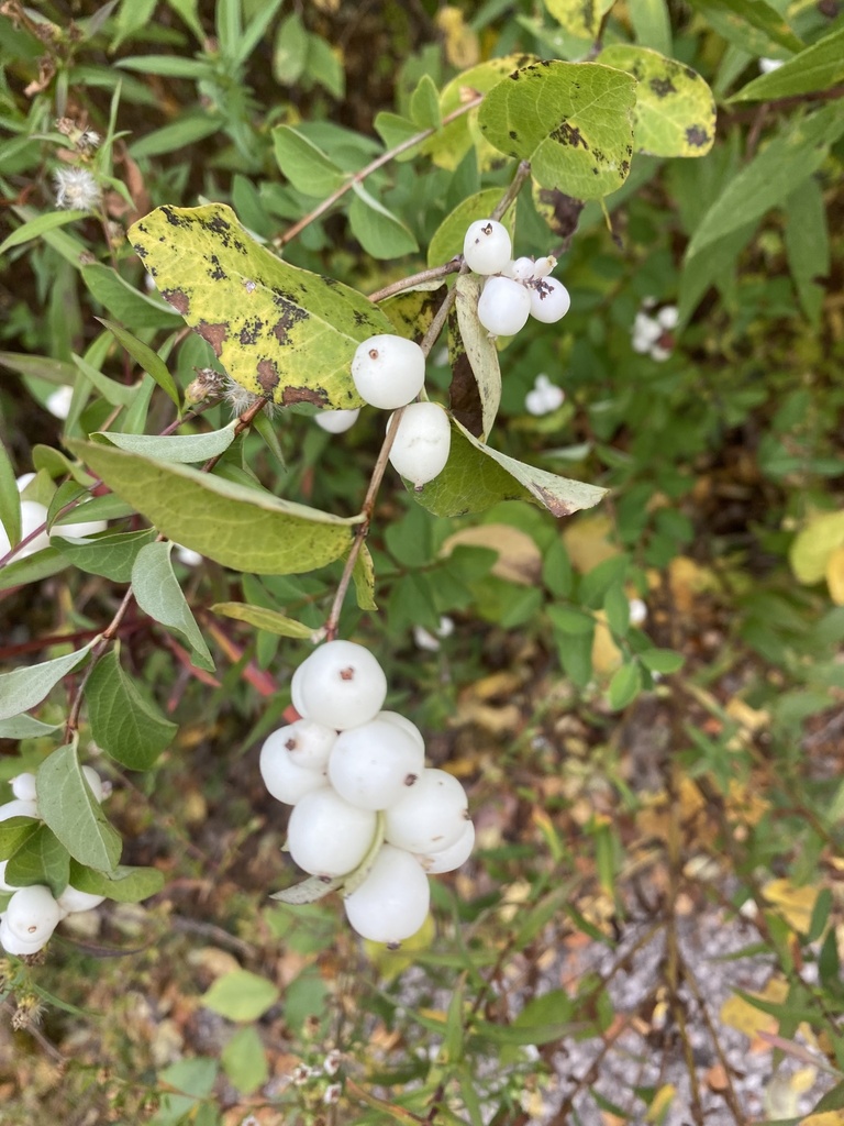 Common Snowberry from Valley Inn Rd, Burlington, ON, CA on October 28 ...