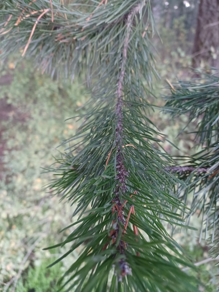 Shore Pine from Mountain View, Shelton, WA 98584, USA on October 28 ...