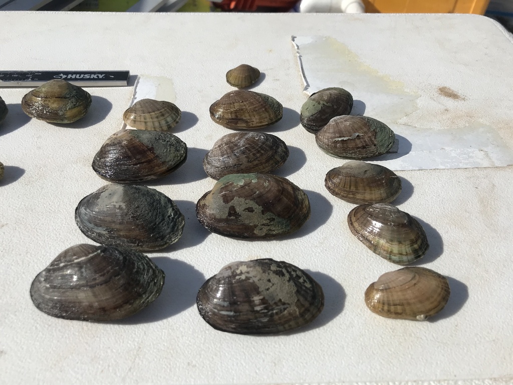 Texas Fatmucket in September 2021 by streamlover14 · iNaturalist