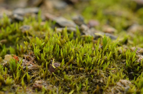 Lead-moss (Ditrichum plumbicola) · iNaturalist