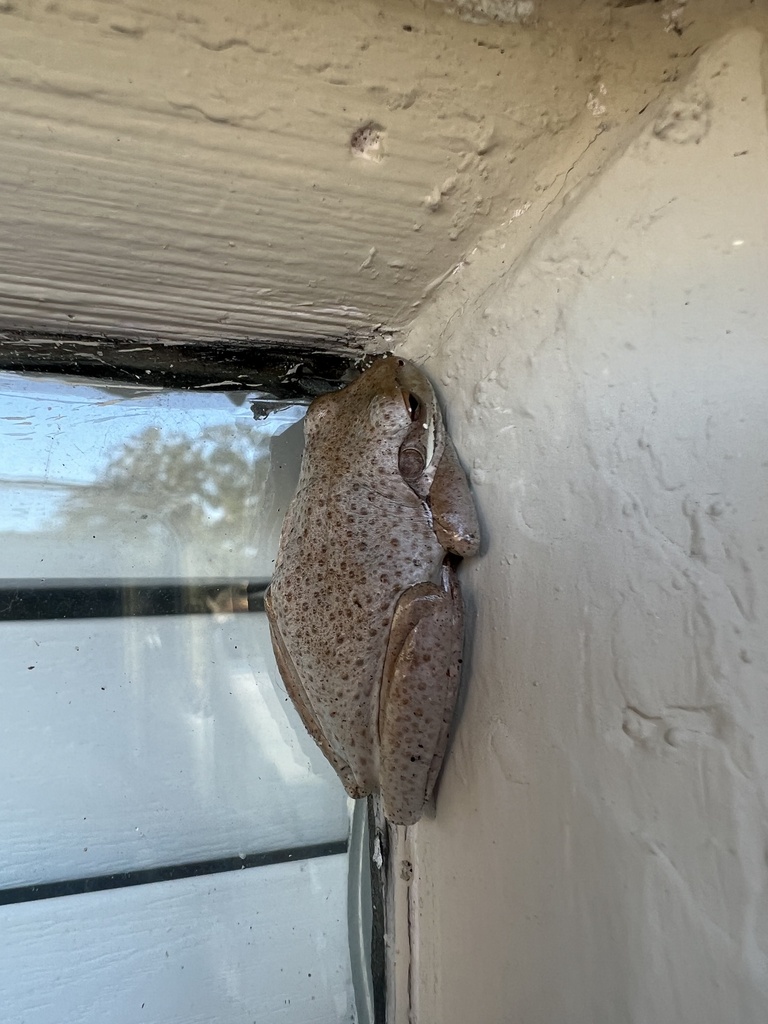 Cuban Tree Frog from Oleander St, Cocoa, FL, US on October 27, 2023 at ...