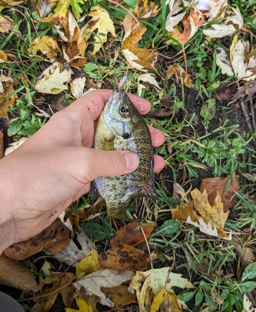 Northern Bluegill from Fox Lake on October 28, 2023 at 10:47 AM by qfc7 ...