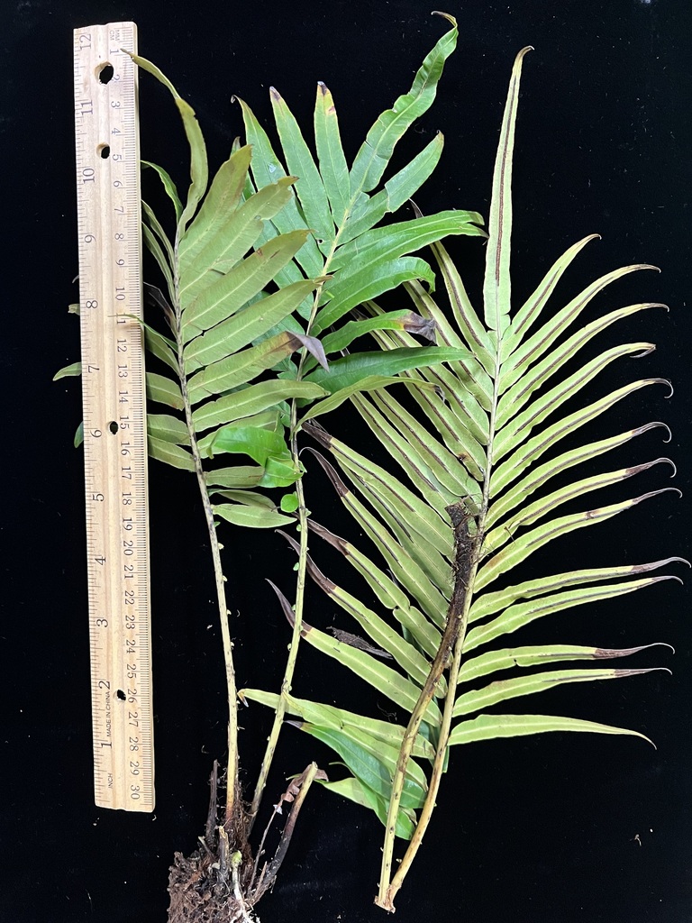 Oriental Blechnum from Koror, Palau on July 4, 2022 at 04:19 PM by ...