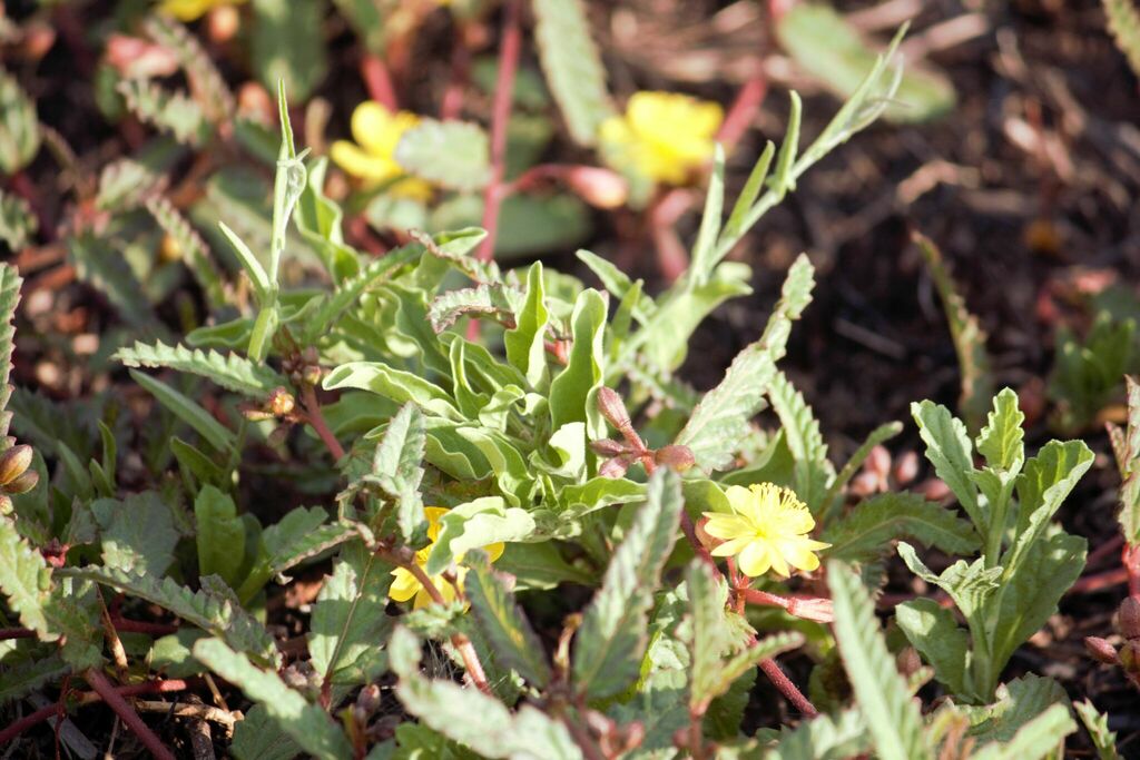 Gusha from Dr Kenneth Kaunda District Municipality, South Africa on ...