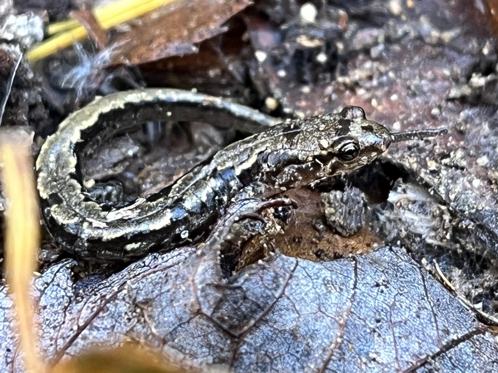Blue Ridge Dusky Salamander in October 2023 by Conlan W. · iNaturalist