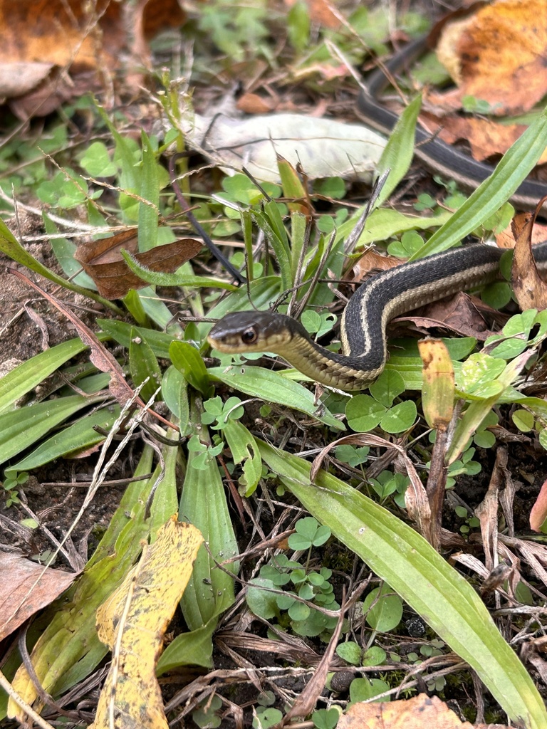 Eastern Garter Snake from River Woods Park, Auburn Hills, MI, US on ...