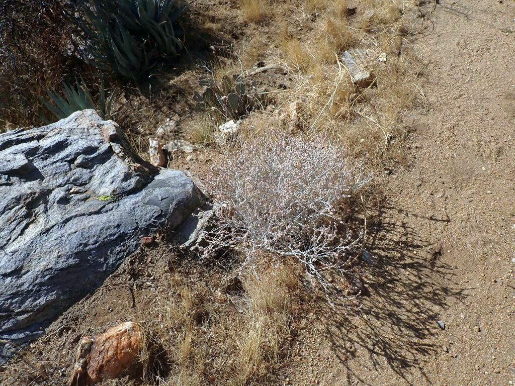 knot-stem bastard-sage from San Diego County, CA, USA on October 25 ...
