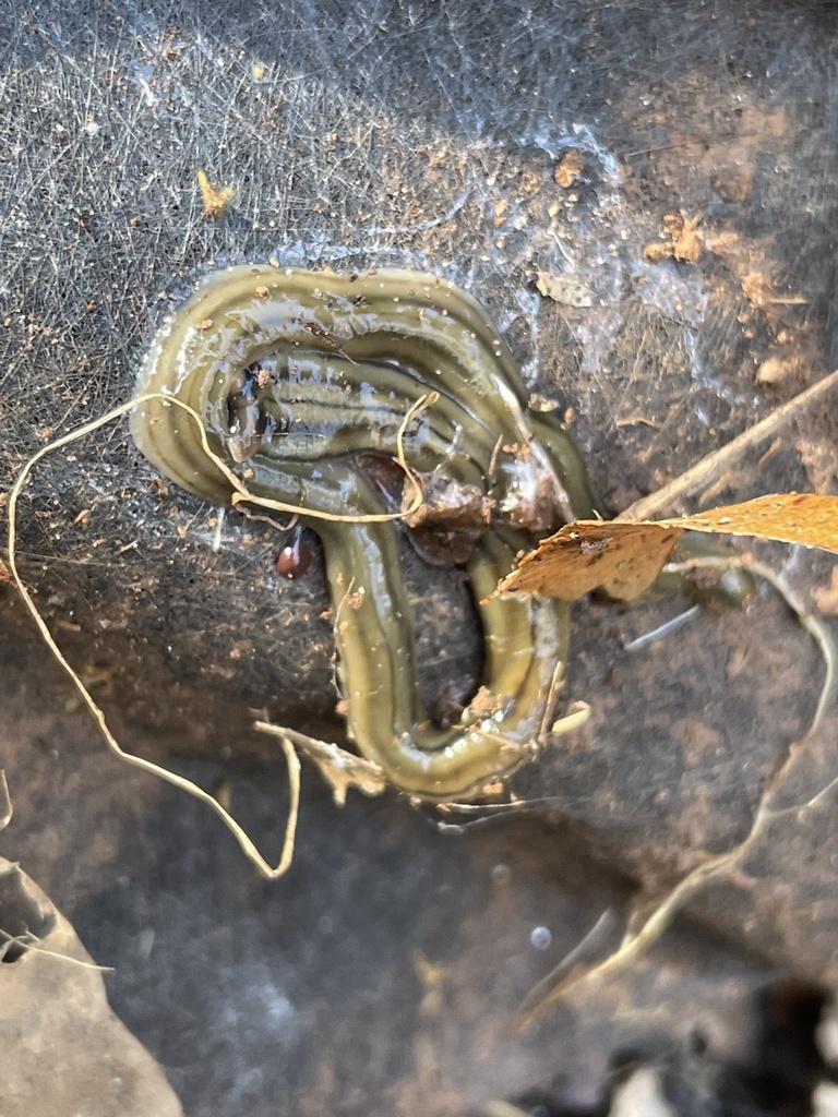 Shovel-headed Garden Worm from Pinecrest Rd, Holly Springs, GA, US on ...