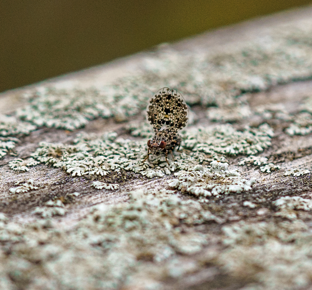 Peacock Fly from Effingham County, IL, USA on October 24, 2023 at 01:02 ...