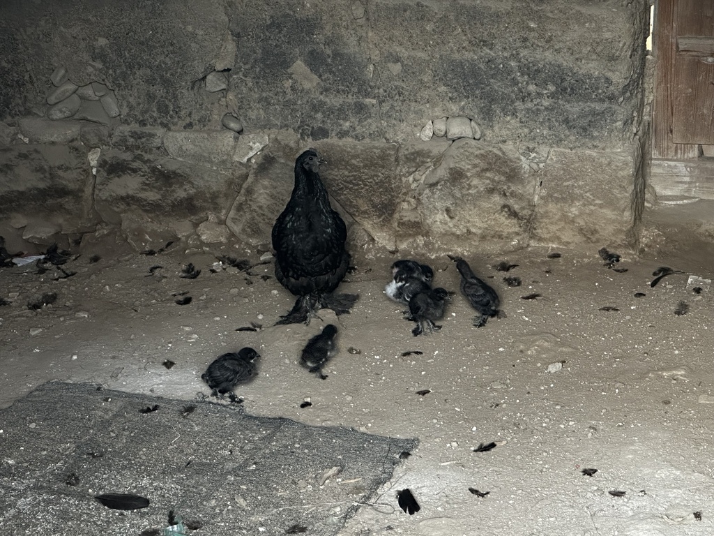 Domestic Chicken from Fujian, CN on January 8, 2023 at 02:41 PM by ...