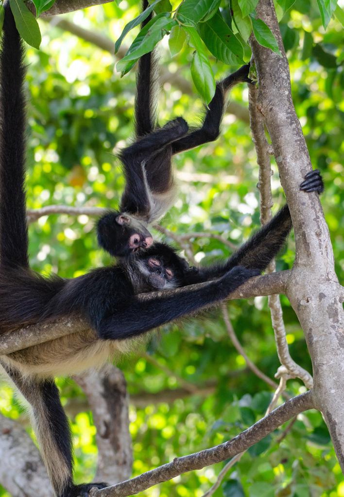 Central American Spider Monkey from Playa del Carmen, Q.R., México ...