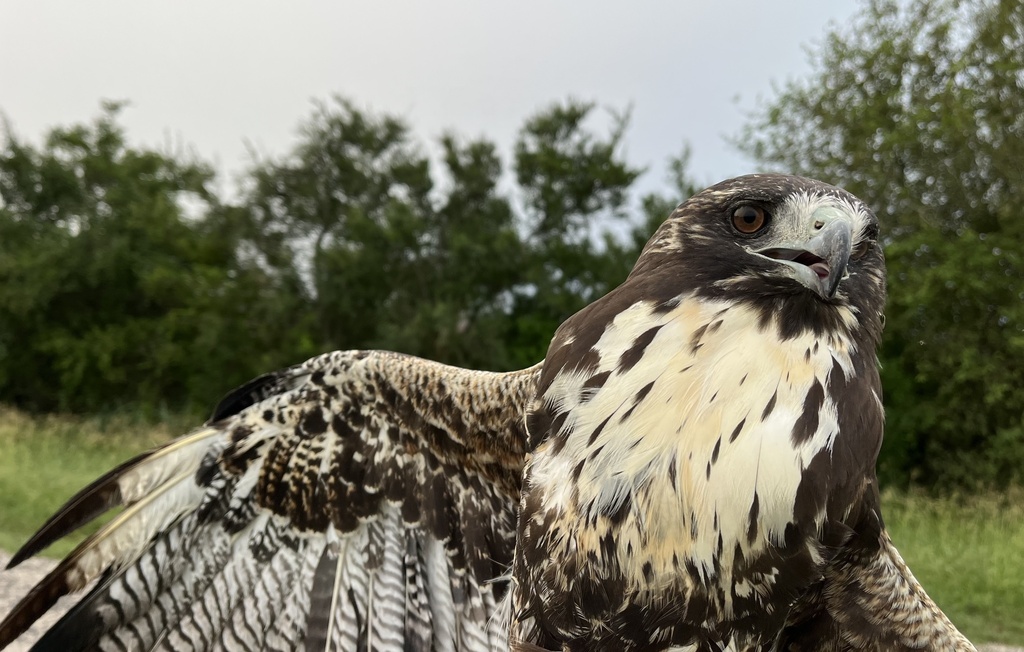 White-tailed Hawk from CR-211, Alice, TX, US on October 28, 2023 at 08: ...