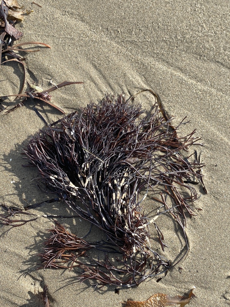 red algae from Cape Breton, CA-NS, CA on October 28, 2023 at 12:06 PM ...