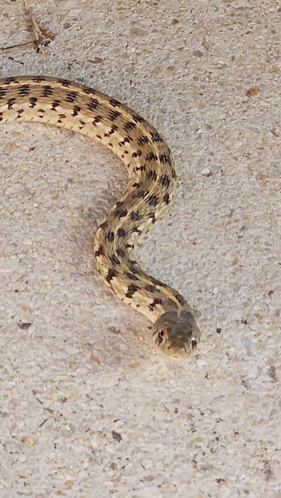 Checkered Garter Snake from 0000, Cibolo, TX 78108, USA on October 28 ...