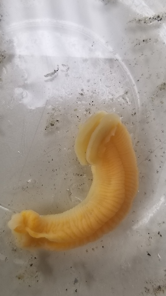 Acorn-worms from Folly Beach, SC, USA on February 25, 2022 at 12:05 PM ...