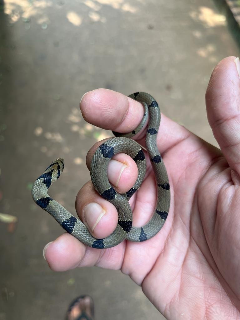 Banded kukri snake from Kambipura, Bengaluru, KA, IN on October 28 ...