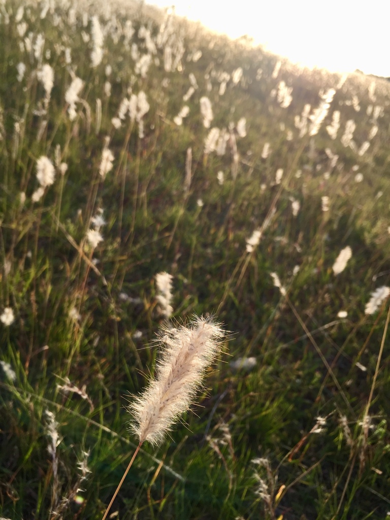 Silver beard grass from 60000, Sección 03, Rio Negro, UY on December 9 ...