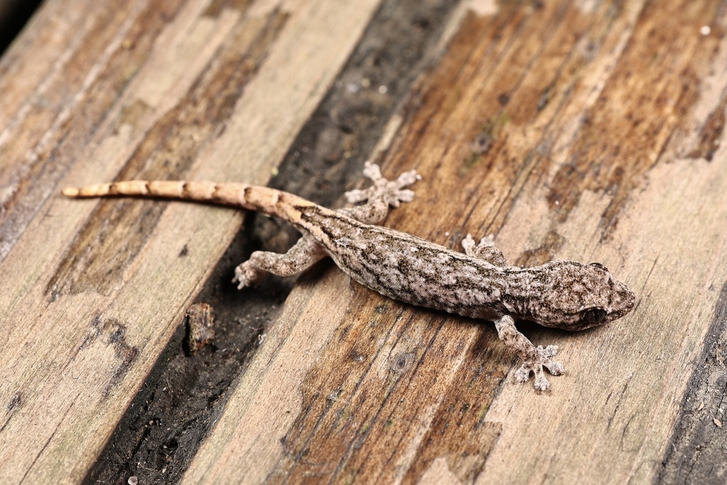 Hong Kong Slender Gecko in October 2023 by Pintsen JIN · iNaturalist