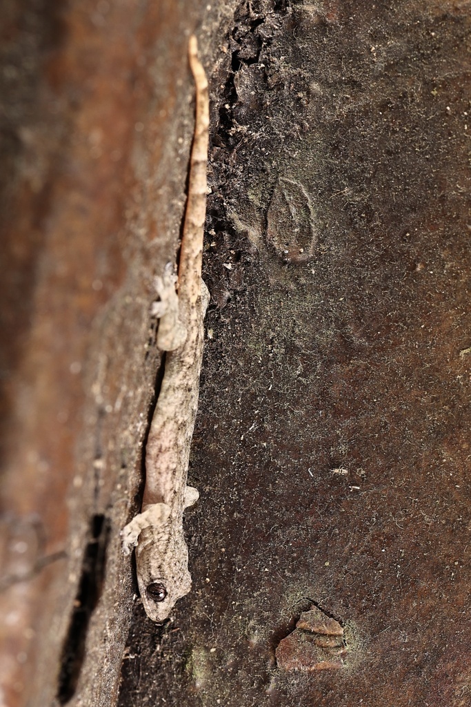 Hong Kong Slender Gecko in October 2023 by Pintsen JIN · iNaturalist