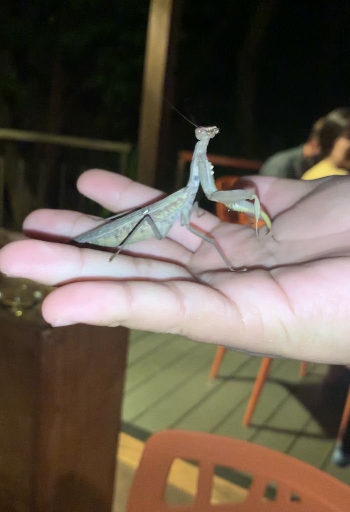 Mantises from Hawaiʻi, Kailua Kona, HI, US on November 25, 2019 at 07: ...