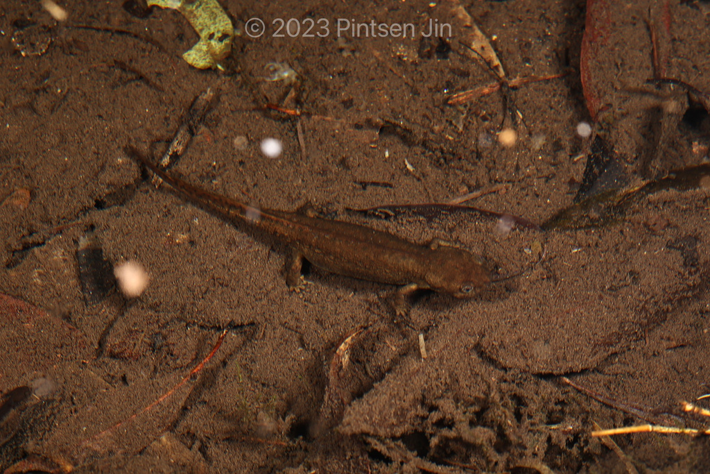 Fuding Fire-bellied Newt in October 2023 by Alex Pintsen JIN · iNaturalist