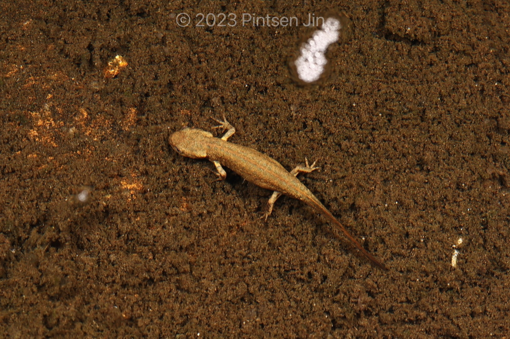 Fuding Fire-bellied Newt in October 2023 by Pintsen JIN · iNaturalist