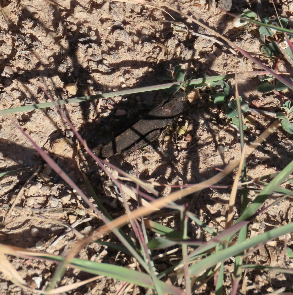 Red-winged Grasshopper from Cochise County, AZ, USA on October 28, 2023 ...