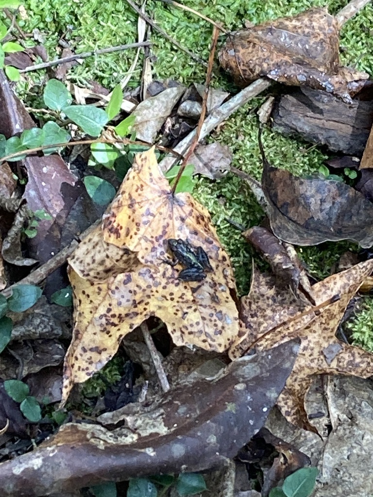 Southern Cricket Frog from Alachua County, FL, USA on October 28, 2023 ...
