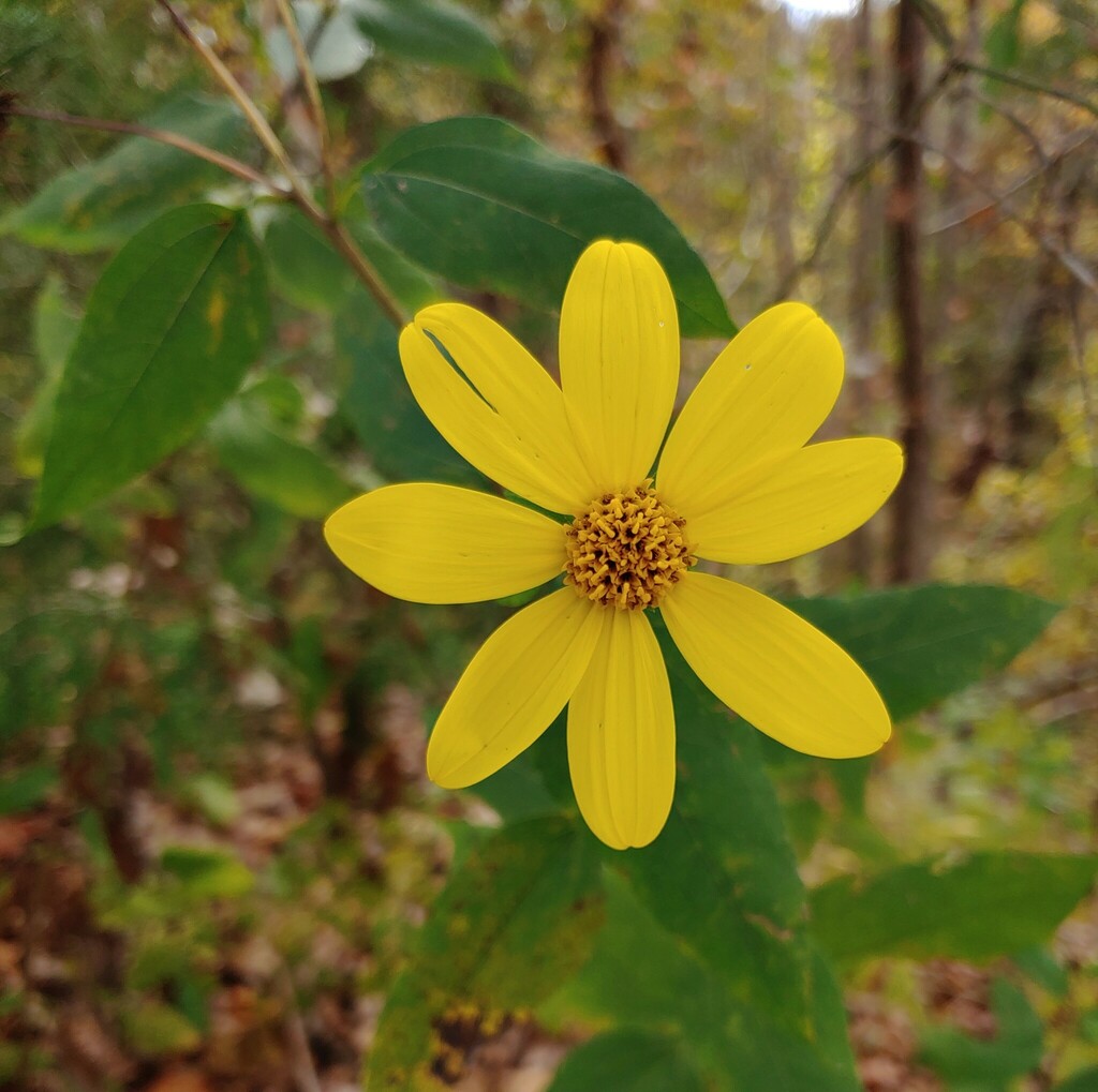 woodland sunflower from Dekalb County, GA, USA on October 27, 2023 at ...