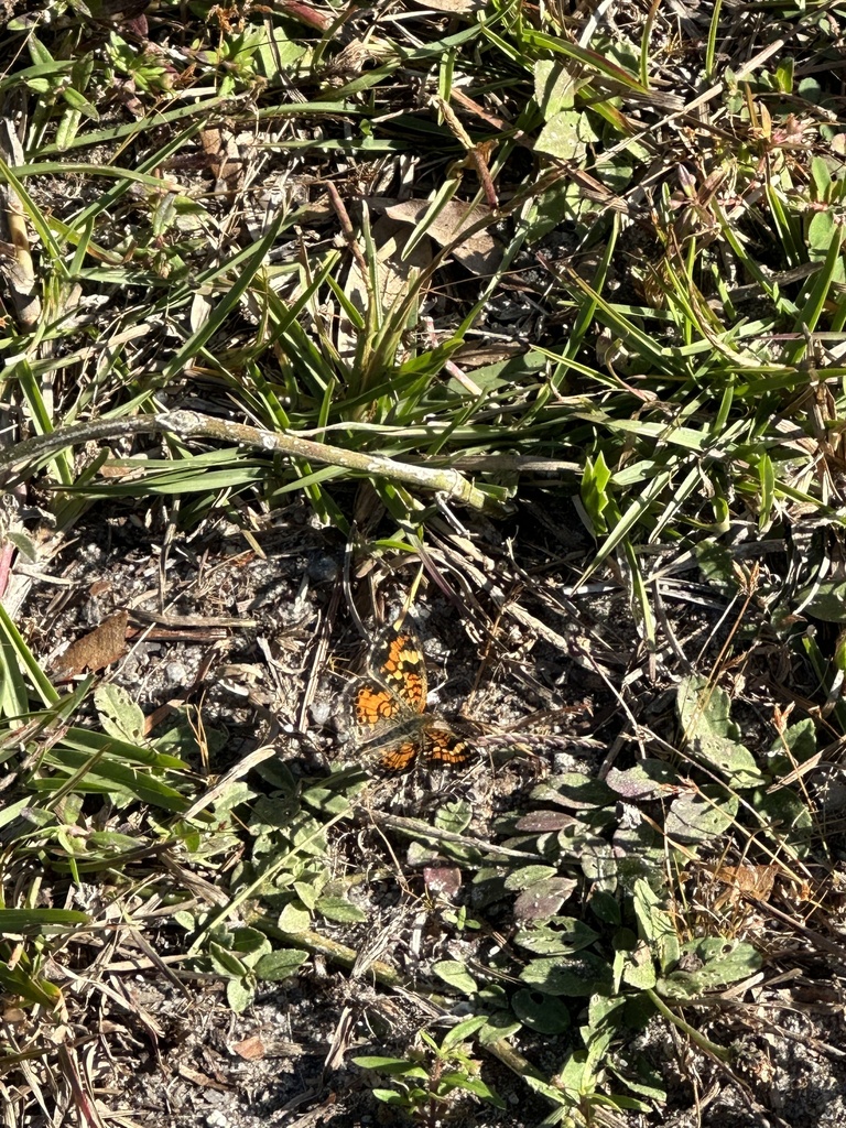Phaon Crescent in October 2023 by polygonia_graceilis · iNaturalist